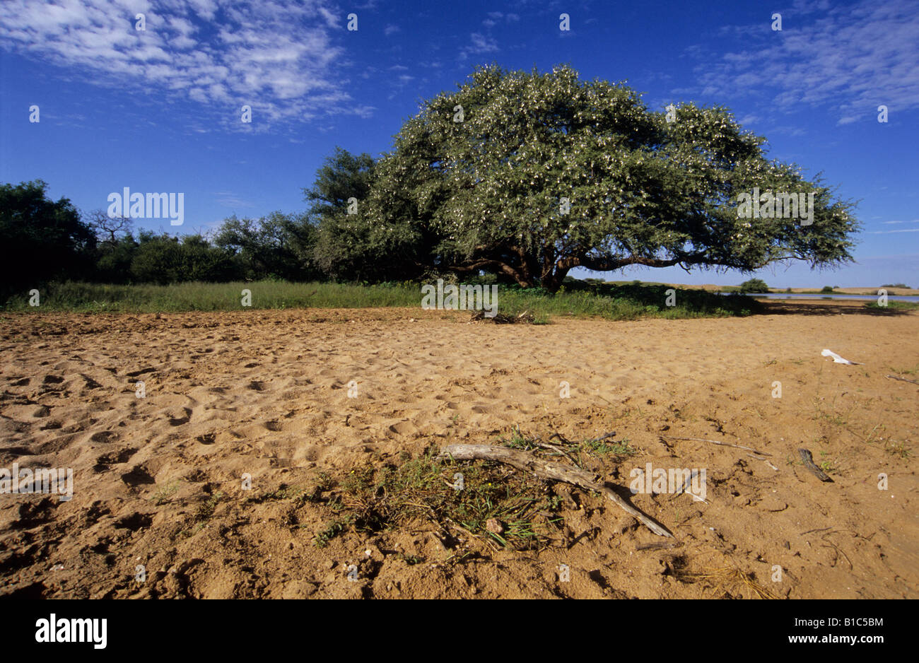 Big green Camel Thorn tree Acacia erioloba in typical African bush veld ...