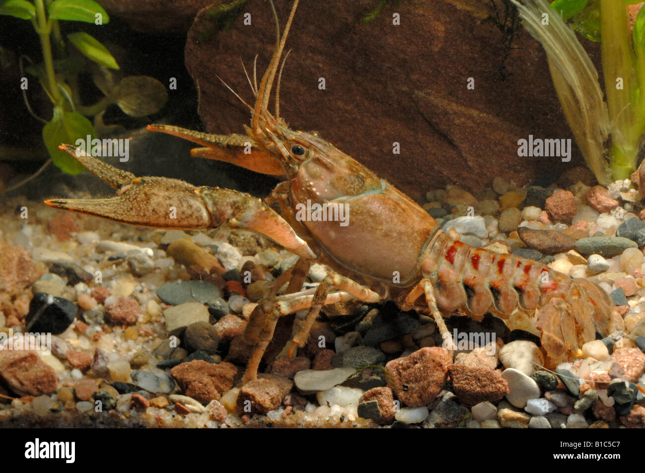 Orconectes limosus hi-res stock photography and images - Alamy