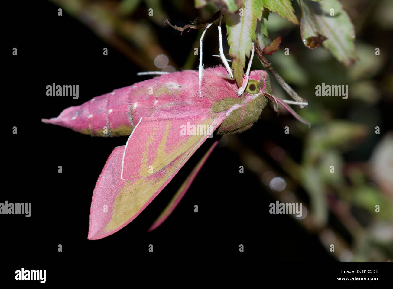 Elephant Hawk-Moth, Deliphila elpenor, on an acer Stock Photo - Alamy