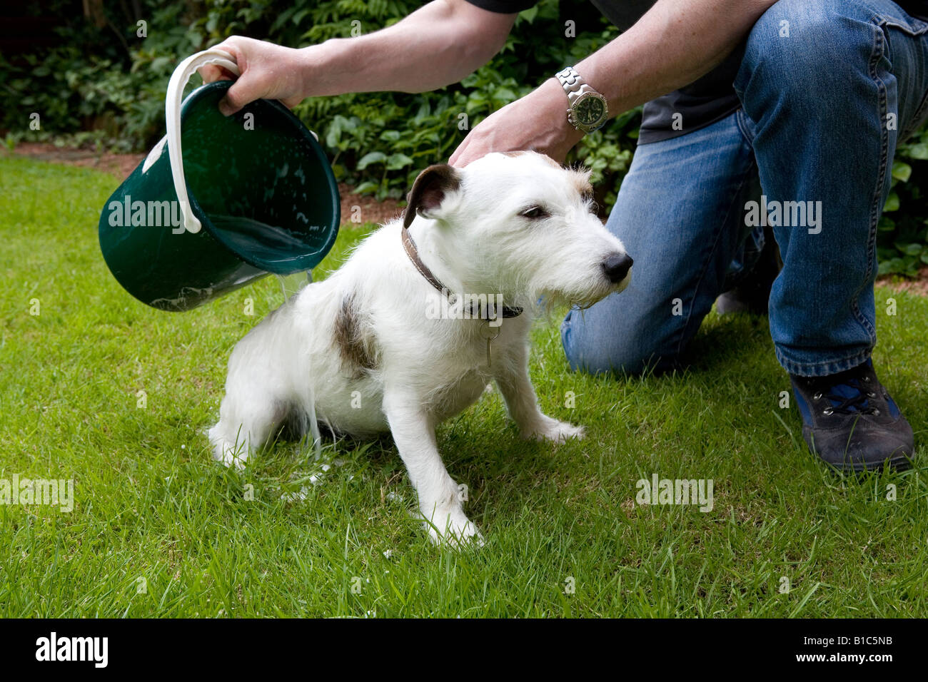 Dog wash hi-res stock photography and images - Alamy