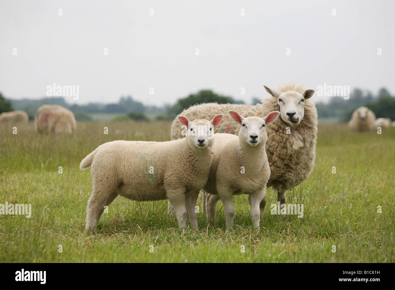 Lambs teeth hi-res stock photography and images - Alamy