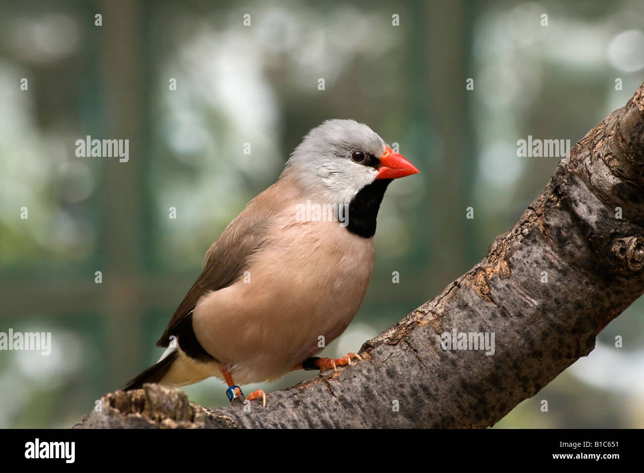 Long tailed finch hi-res stock photography and images - Alamy