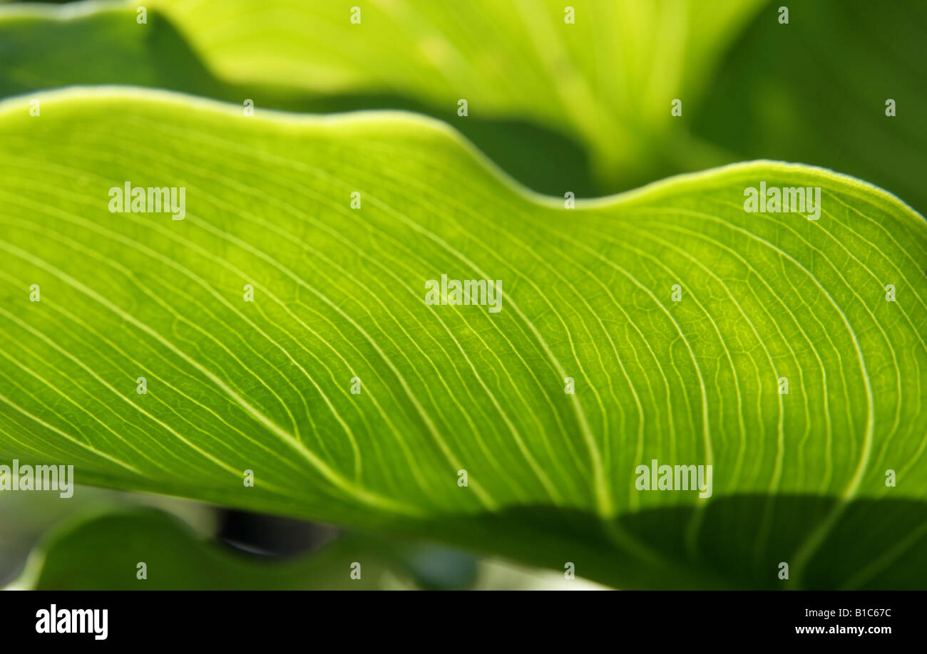Backlit leaf texture hi-res stock photography and images - Alamy