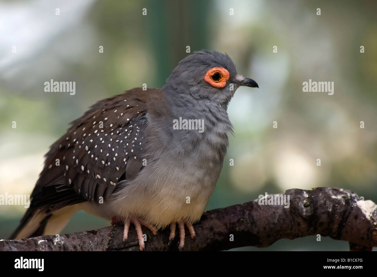 Geopelia cuneata hi-res stock photography and images - Alamy