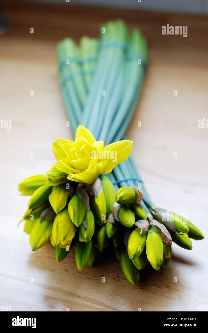 NEWLY BOUGHT BUNCHES OF CUT DAFFODILS Stock Photo - Alamy