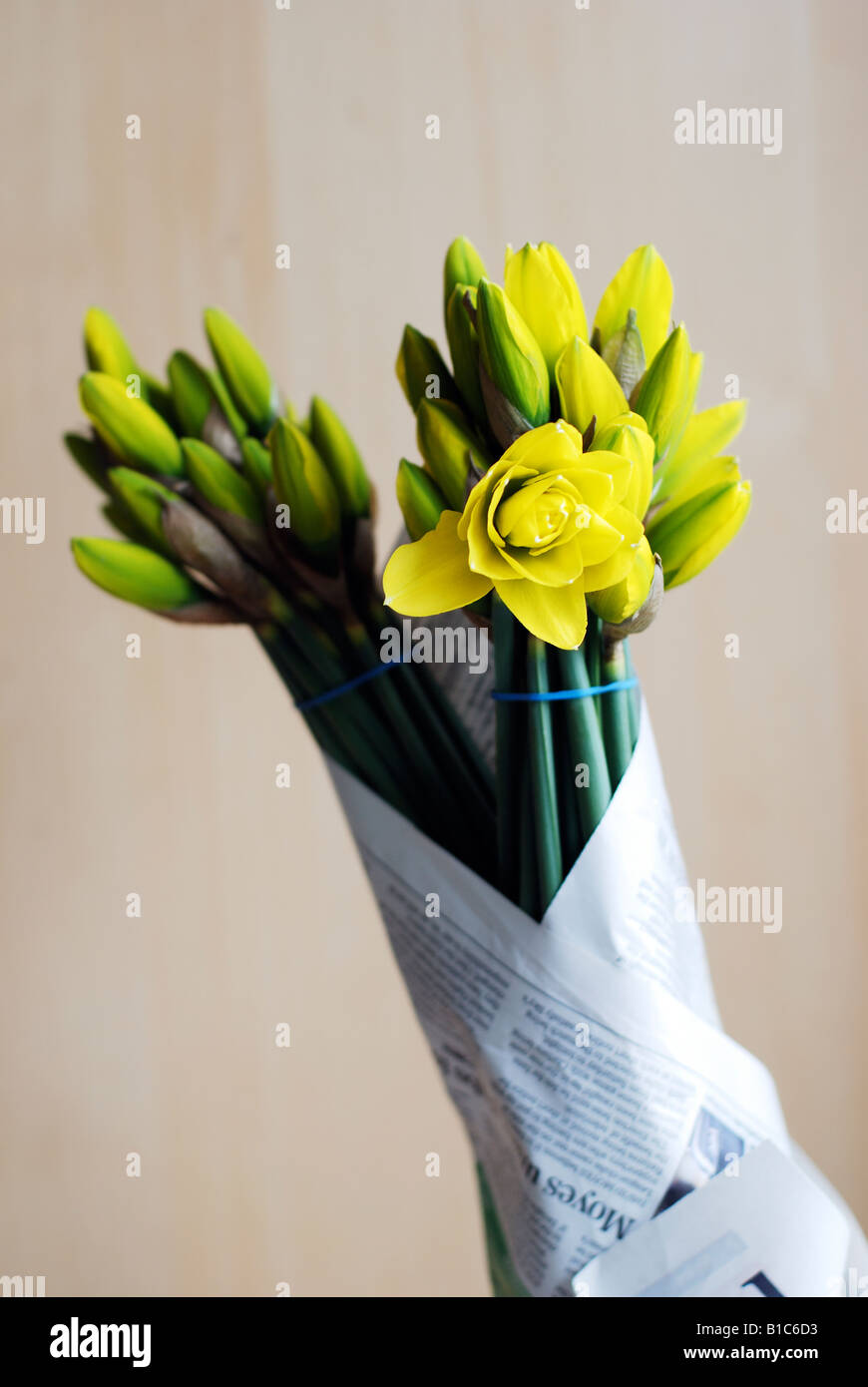 NEWLY BOUGHT BUNCHES OF CUT DAFFODILS Stock Photo - Alamy