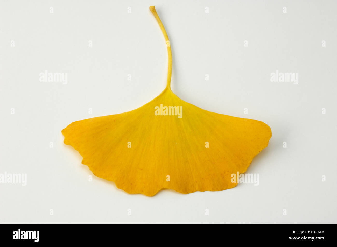 Gingko (Gingko biloba), leaf in autumn colors, studio picture Stock ...