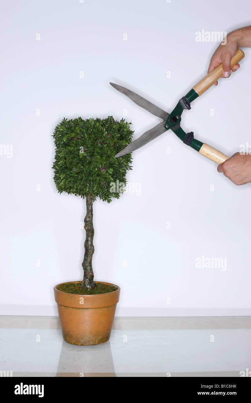 Trimming a topiary plant with shears Stock Photo - Alamy