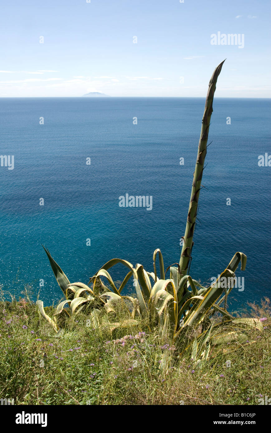 Yucca originally a North American plant grows well on the Island of ...
