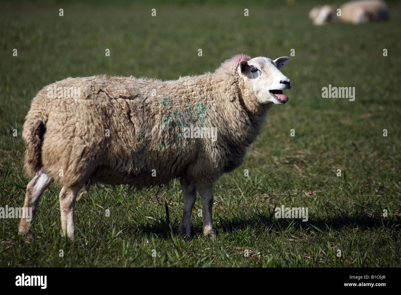 Sheep bleating in a field at Steeple Bumstead on the Essex Suffolk ...