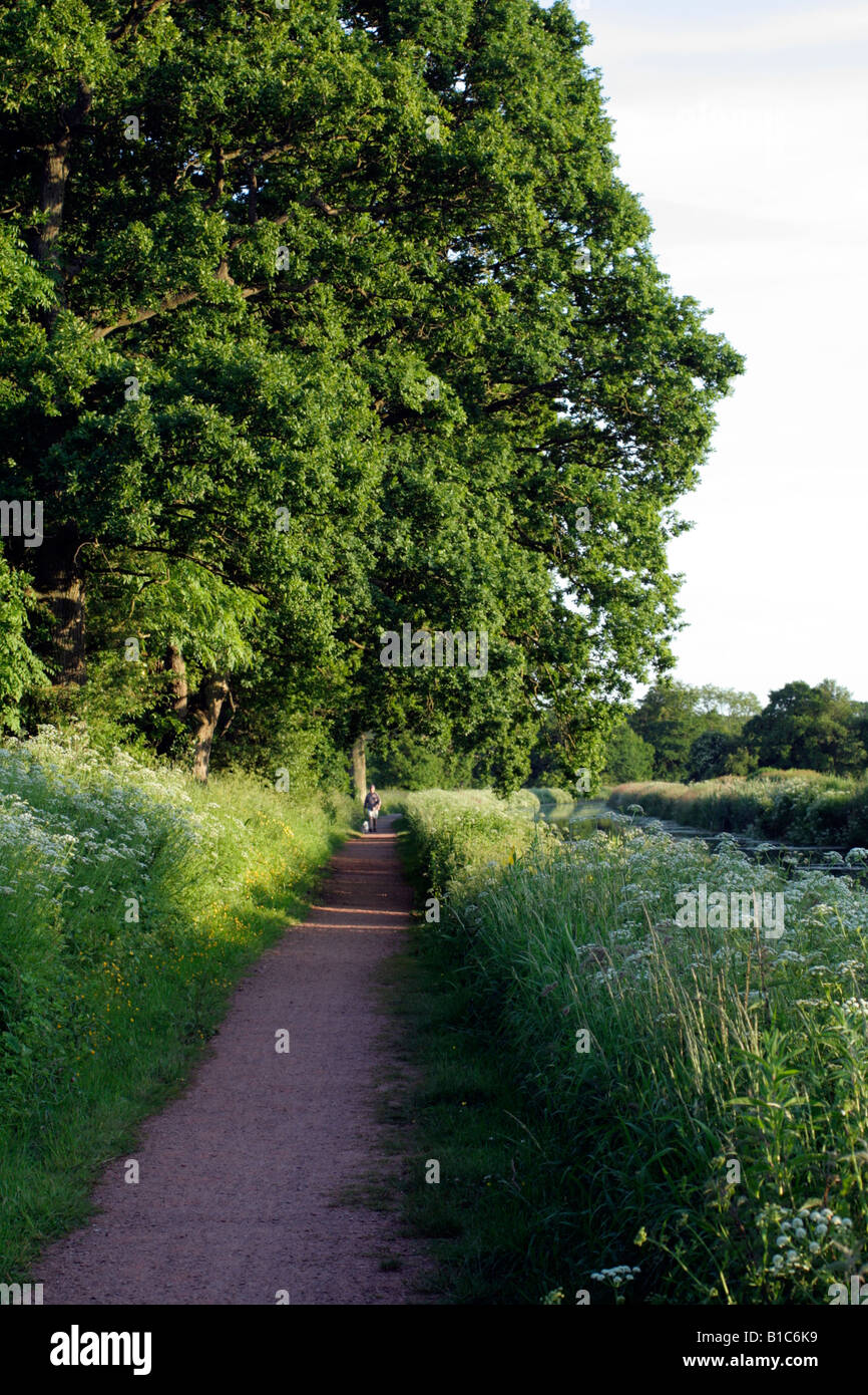 DUSK NEAR BURLESCOMBE ON THE GRAND WESTERN CANAL DEVON Stock Photo - Alamy