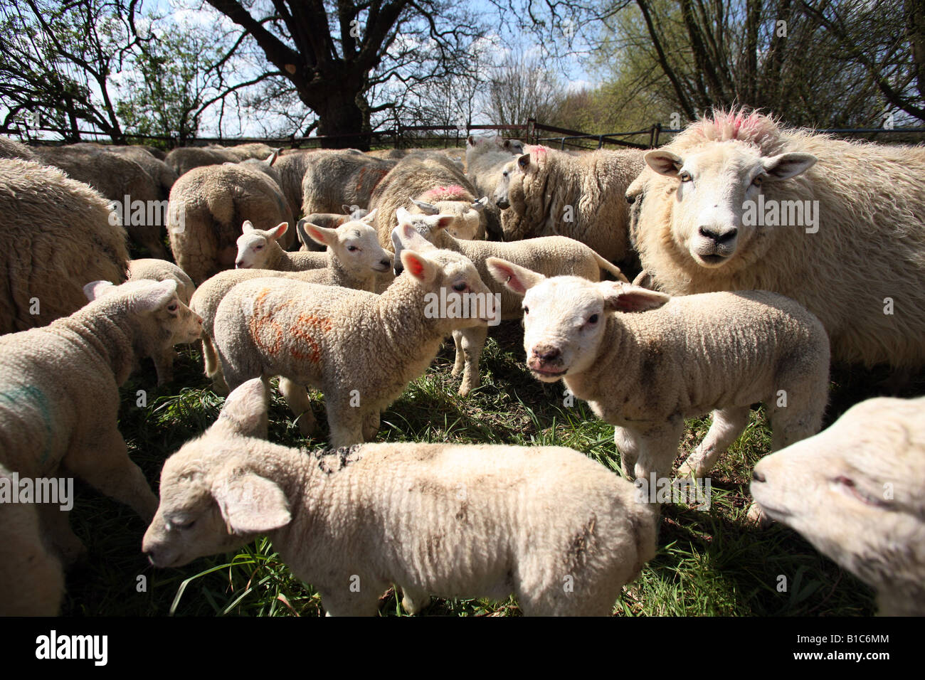 Vet sheep hi-res stock photography and images - Alamy