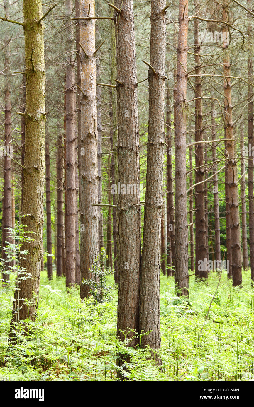 Straight trees ready to be made into telegraph poles "North Norfolk ...
