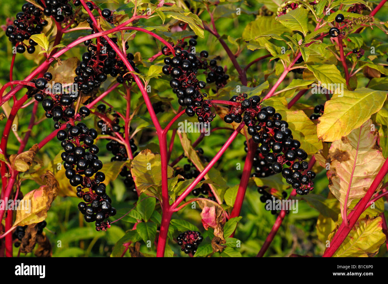 Phytolacca decandra hi-res stock photography and images - Alamy