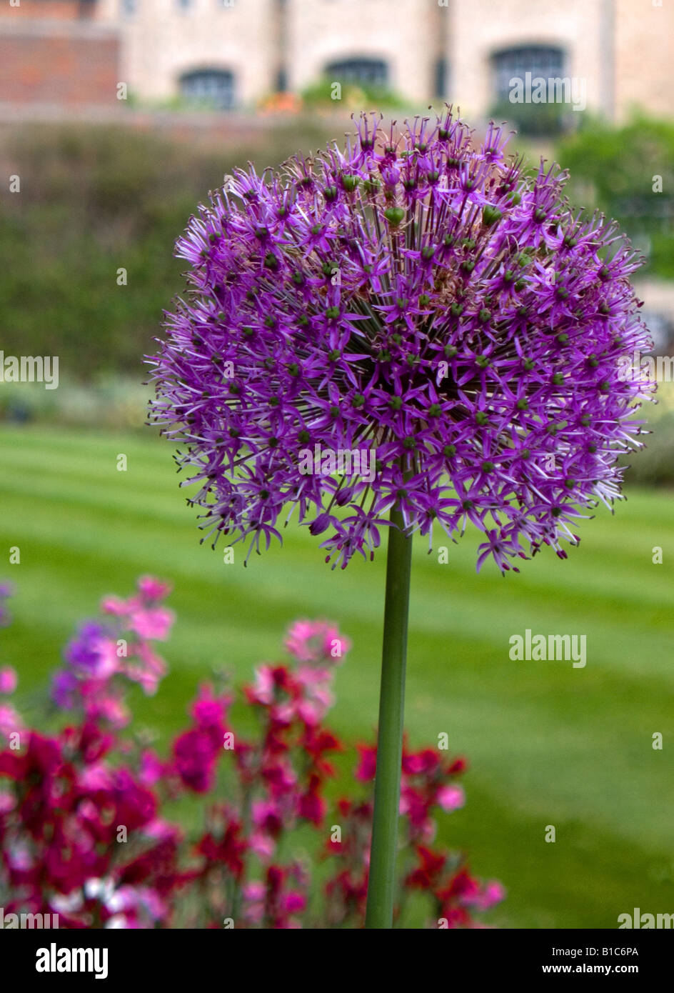 Gladiator flower hi-res stock photography and images - Alamy