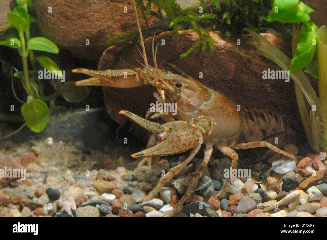 Orconectes limosus hi-res stock photography and images - Alamy