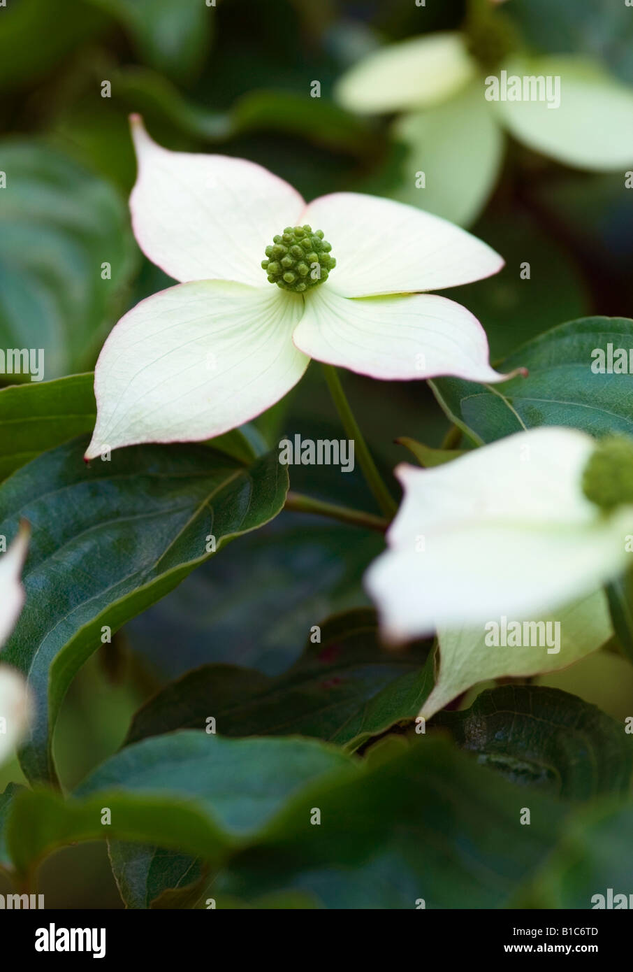 CORNUS RUTGERSENSIS RUTH ELLEN Stock Photo - Alamy