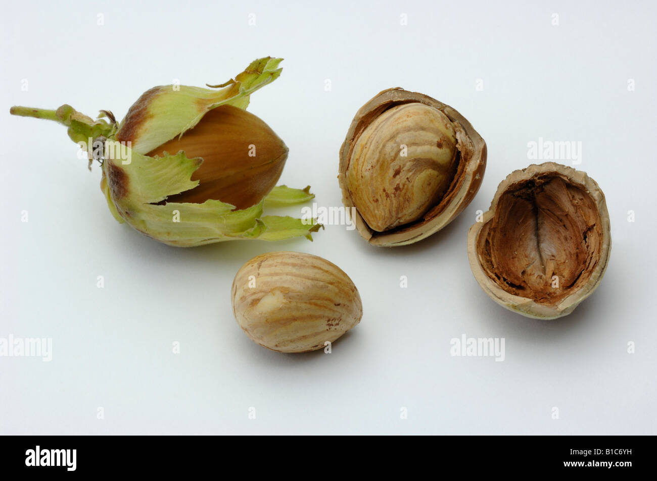 Common Hazel (Corylus avellana), ripe nut and opened nut studio picture ...