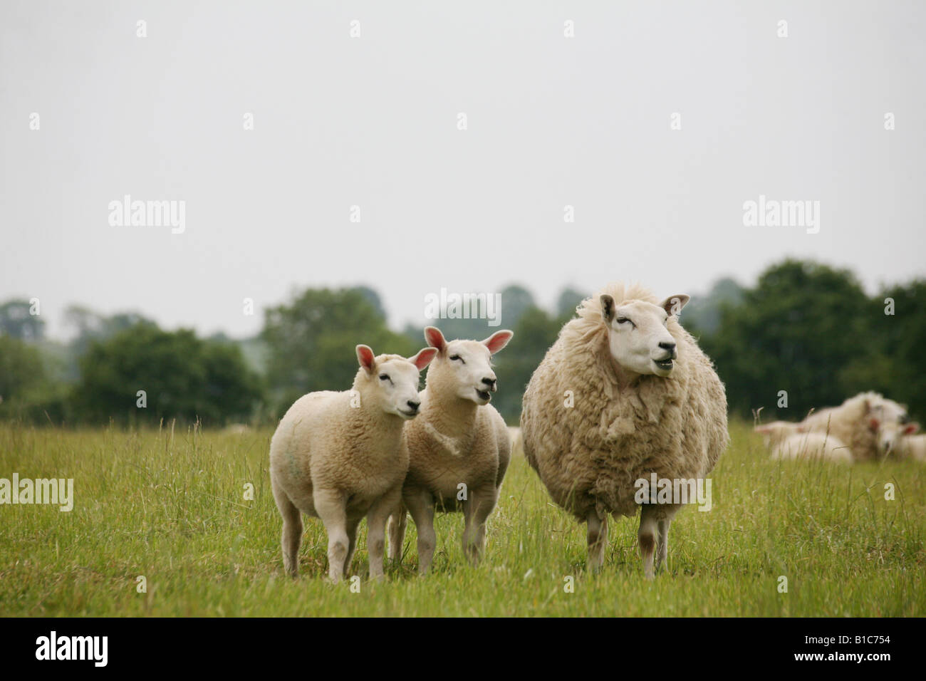 Two lambs and their mother bleating and showing teeth in a field at ...