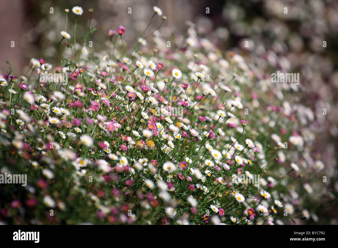 Hestercombe gardens flower not rose hi-res stock photography and images ...