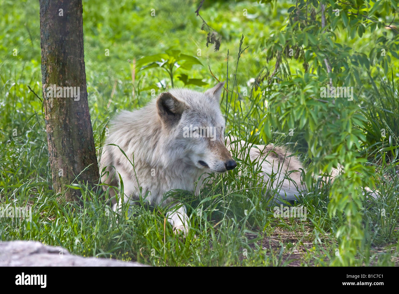 ZOO Grey wolf relaxing under the tree lie lies in green grass wild ...
