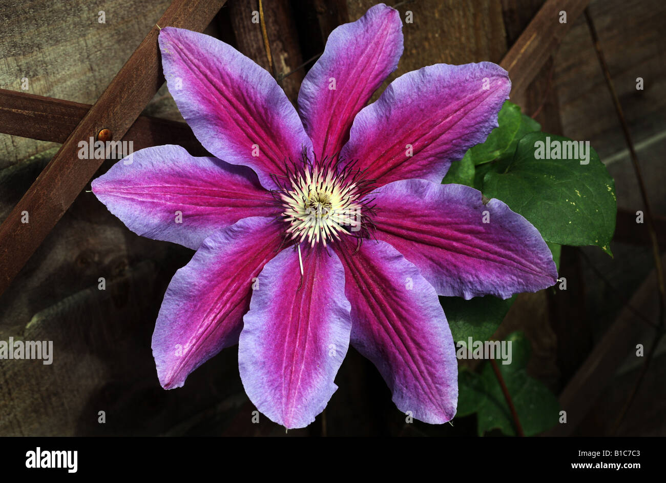 Clematis Variety Fireworks Large Blue and Purple Flowering climber ...