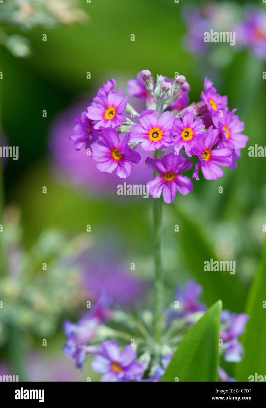PRIMULA BEESIANA CANDELABRA PRIMULA Stock Photo - Alamy