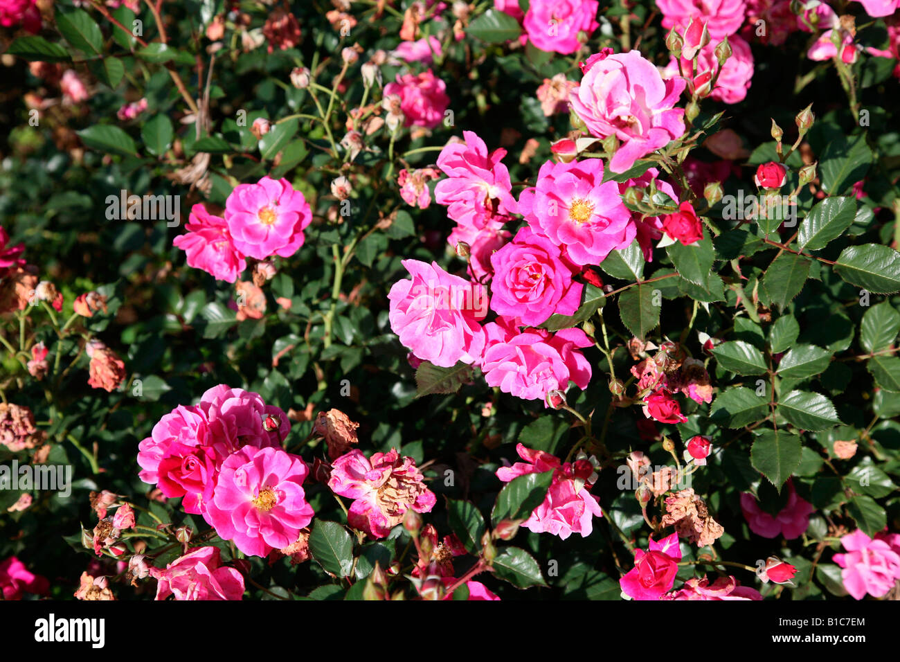 Pink flower hedge hi-res stock photography and images - Alamy