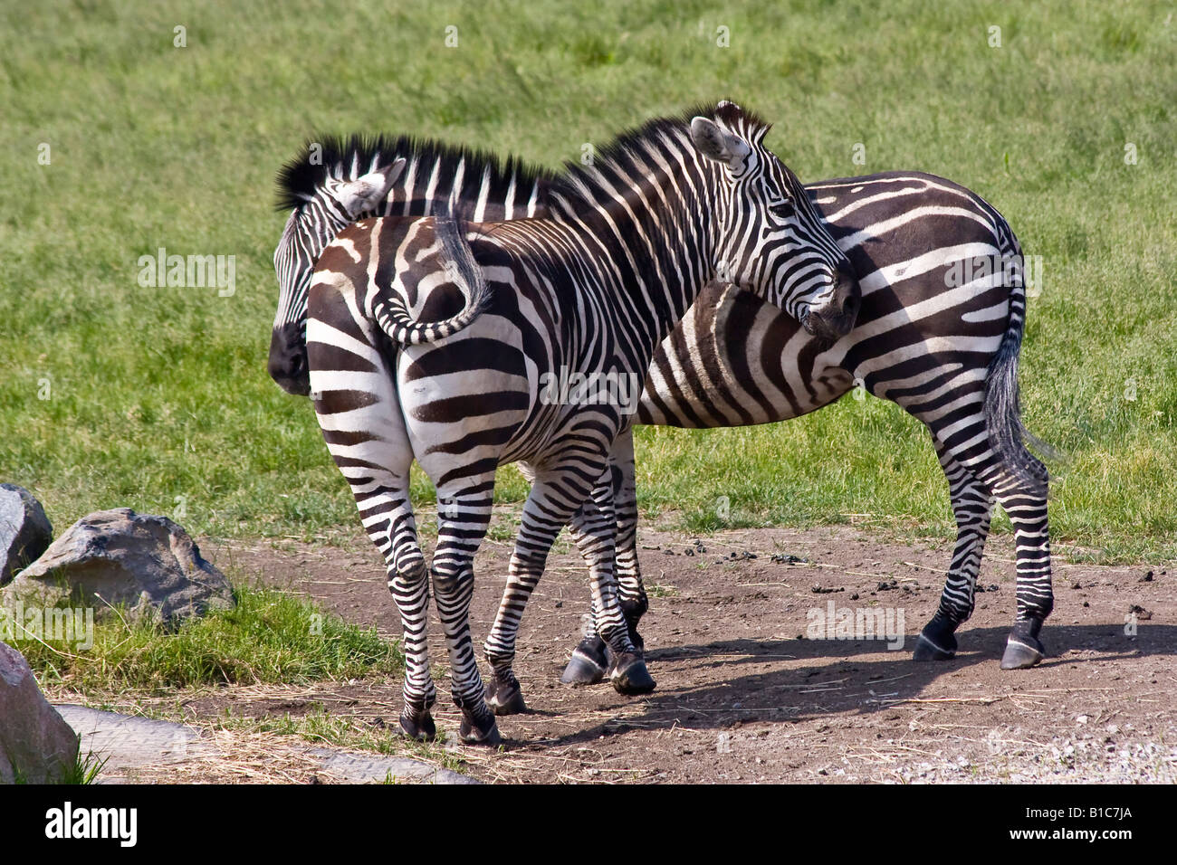 Back of the animal hi-res stock photography and images - Alamy