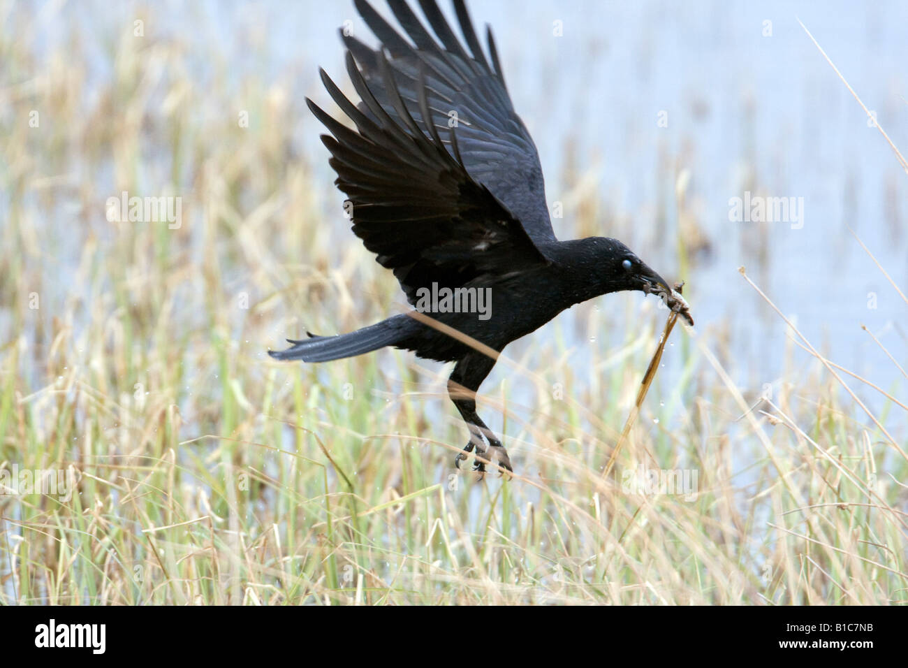 Carrion Crow (Corvus corone) flying with recently caught frog in beak ...