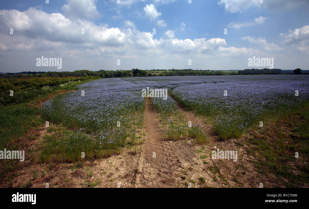Linseed crop hi-res stock photography and images - Alamy