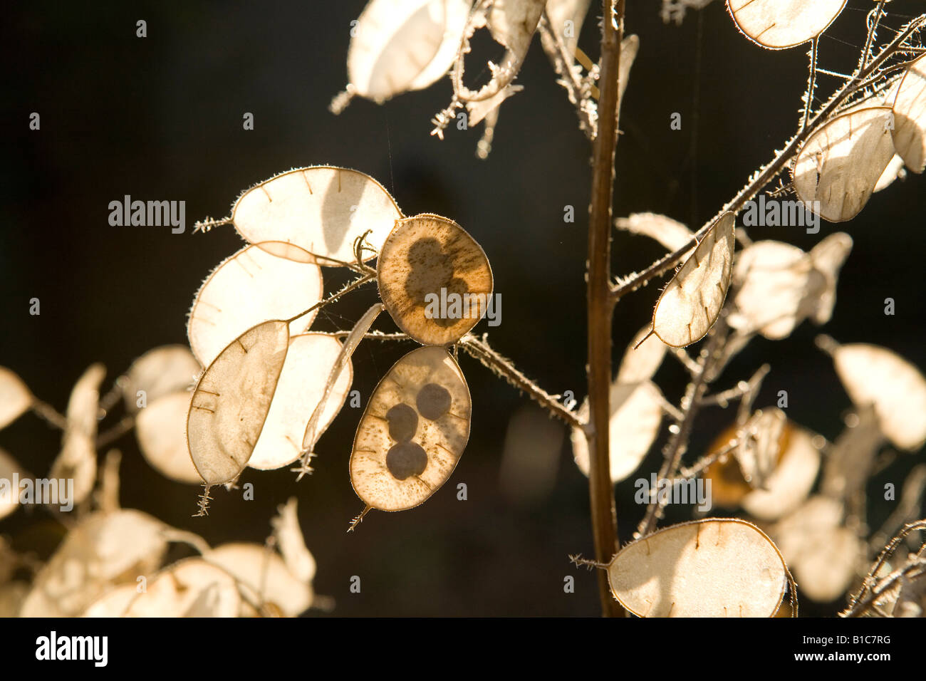 Translucent seed pods hi-res stock photography and images - Alamy