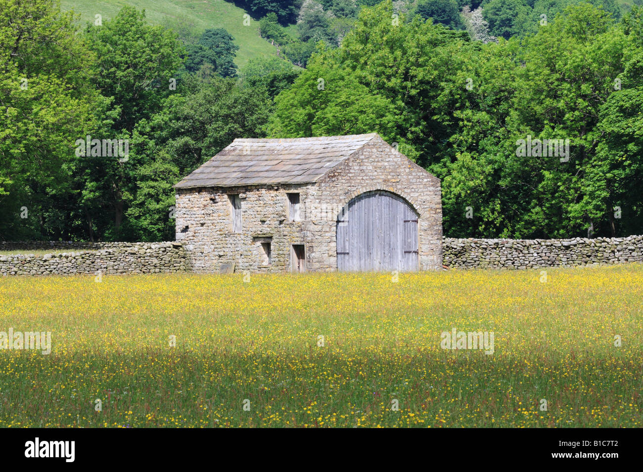 Flowering Traditional Hay Meadow and Barn Swaledale Yorkshire Stock ...