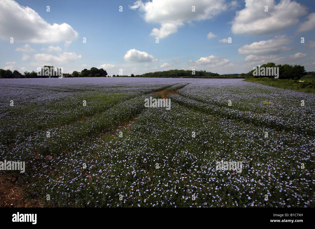 Linseed crop hi-res stock photography and images - Alamy