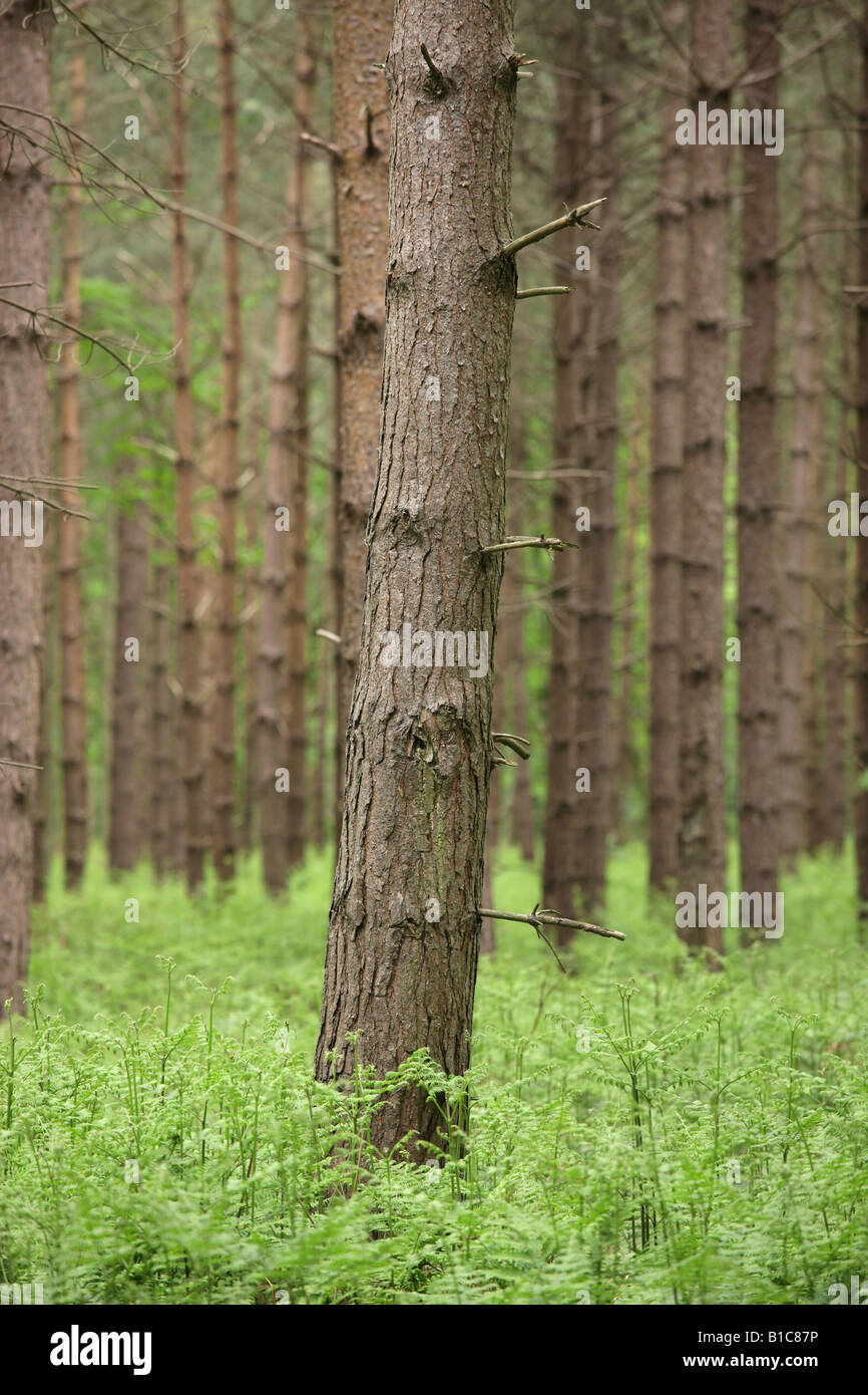 Straight trees ready to be made into telegraph poles "North Norfolk ...