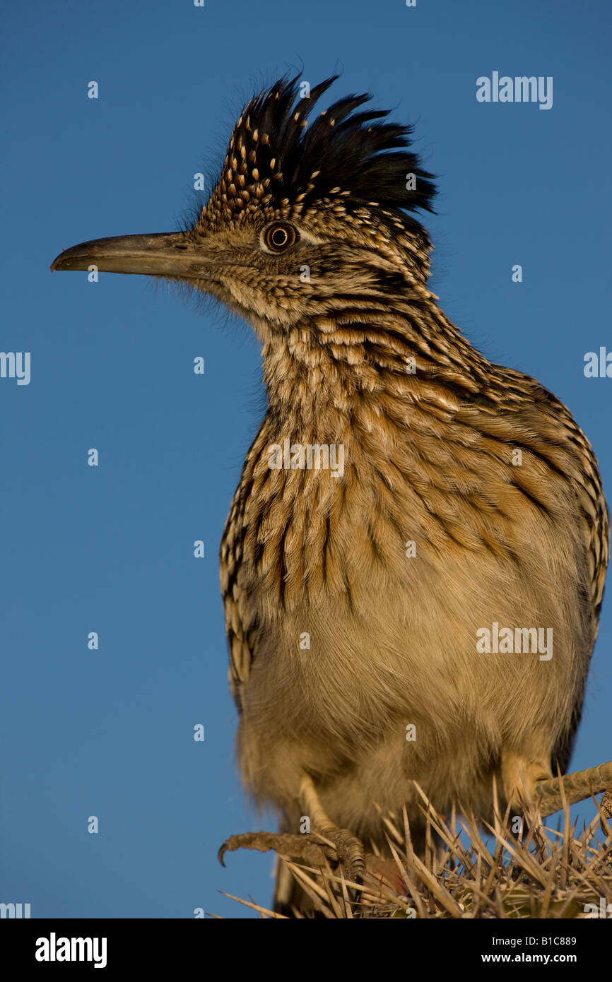 Arizona roadrunners hi-res stock photography and images - Alamy