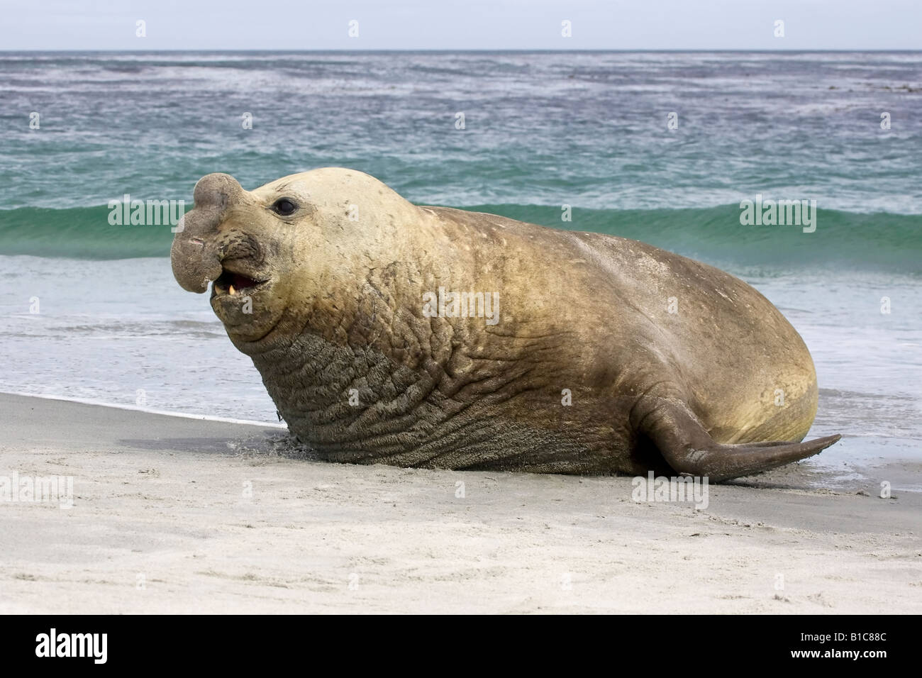 A fully mature adult alpha male Southern Elephant Seal coming ashore ...