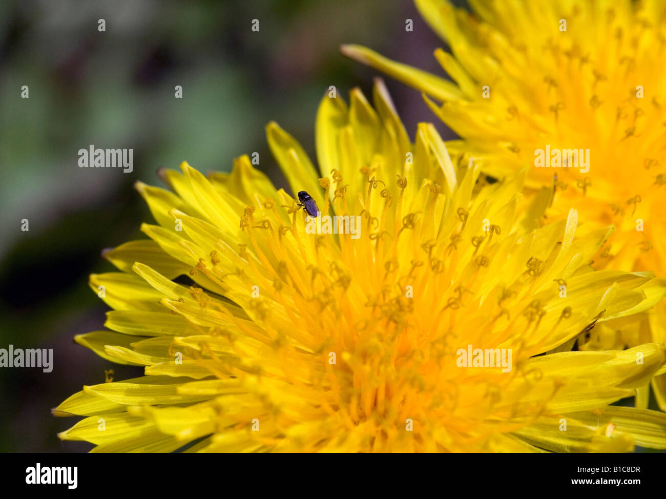A bug on a dandelion flower Stock Photo - Alamy