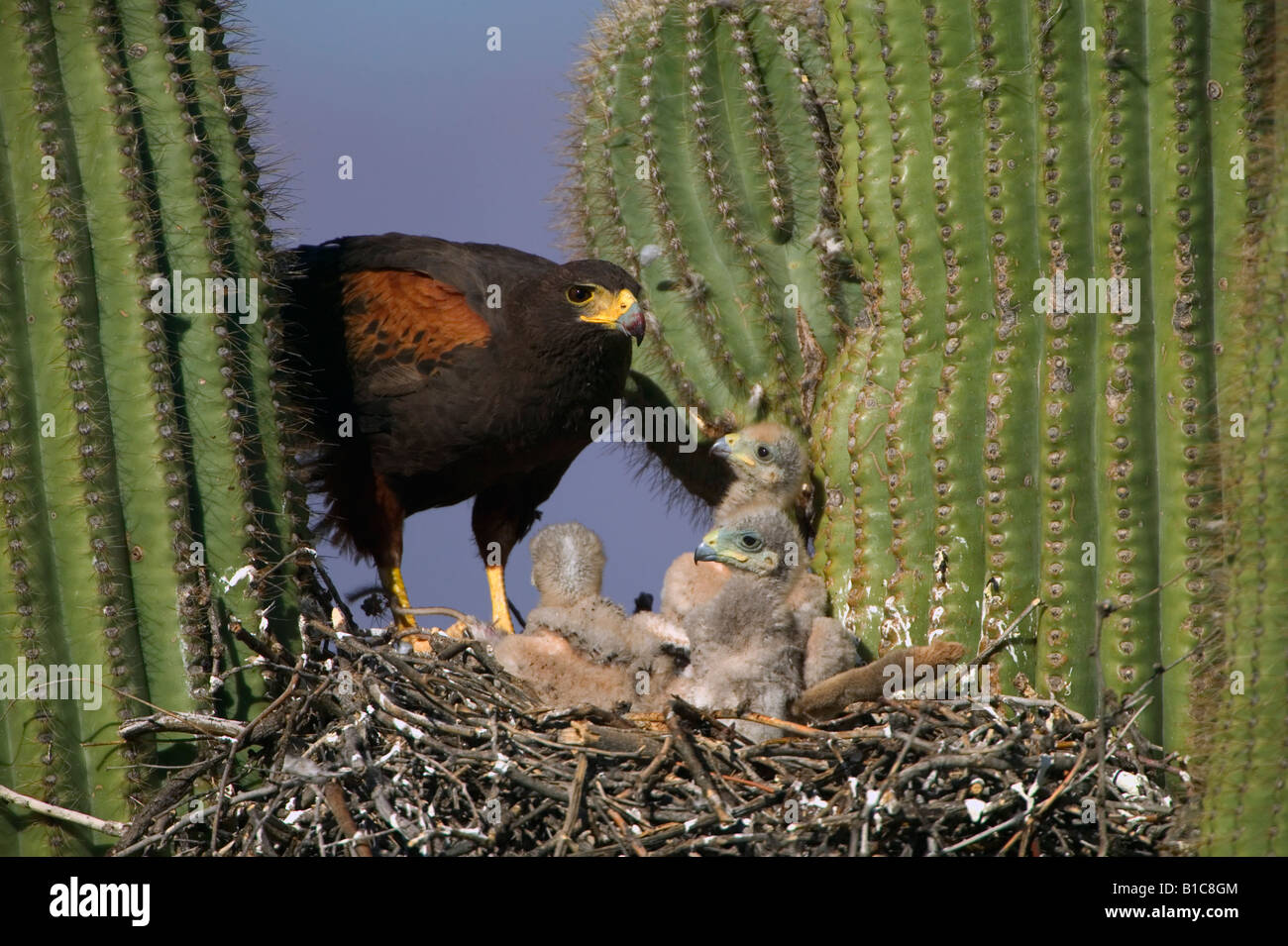Harris hawk nest hi-res stock photography and images - Alamy