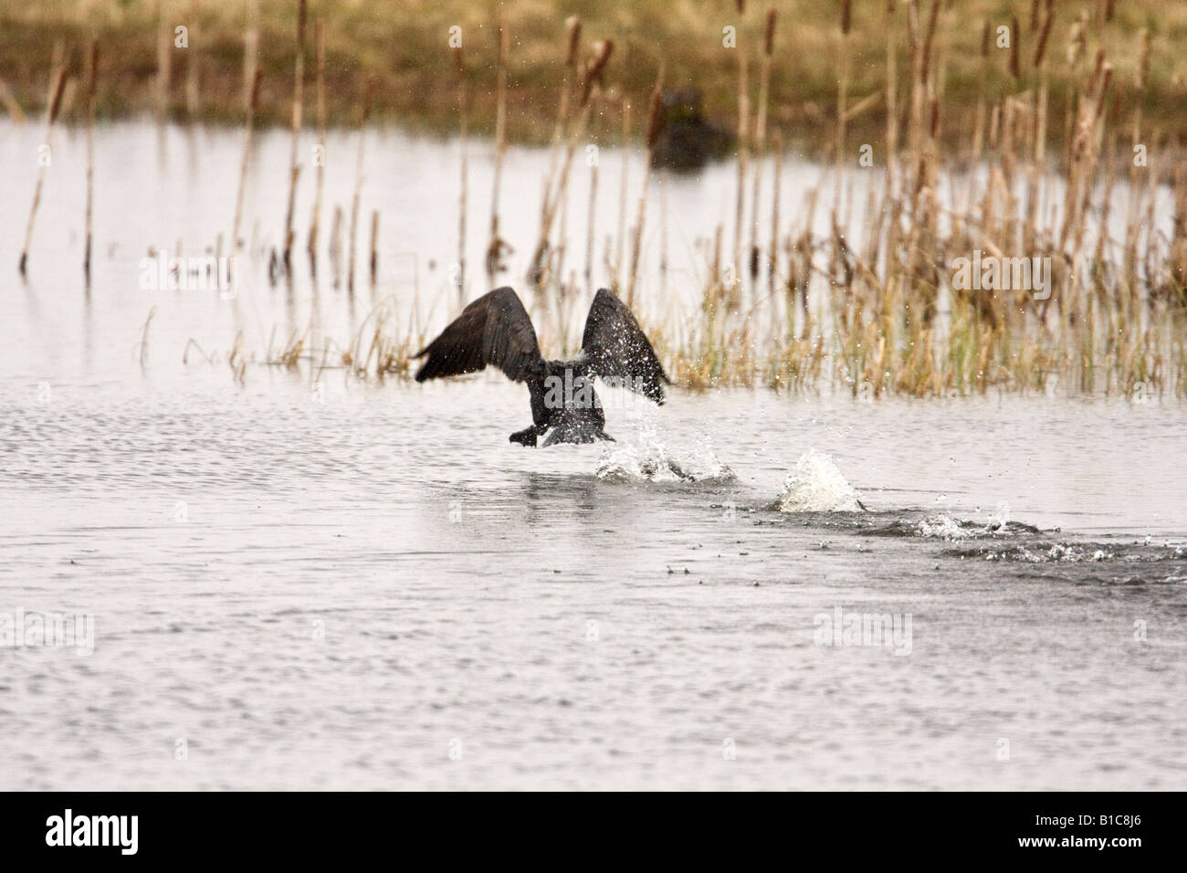 Cormorant take off splash hi-res stock photography and images - Alamy