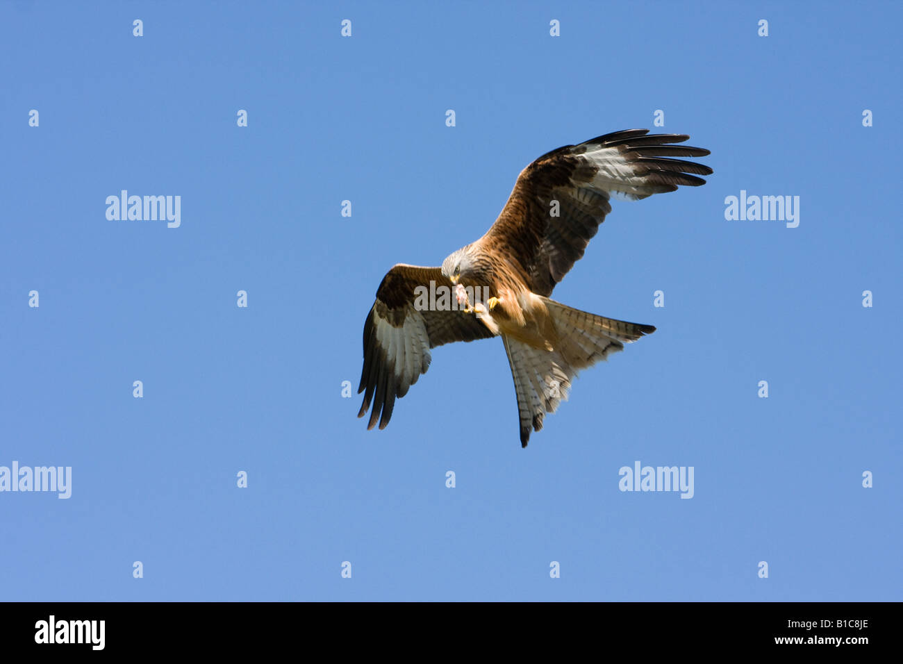 Red Kite (milvus milvus) eating prey in flight Stock Photo - Alamy