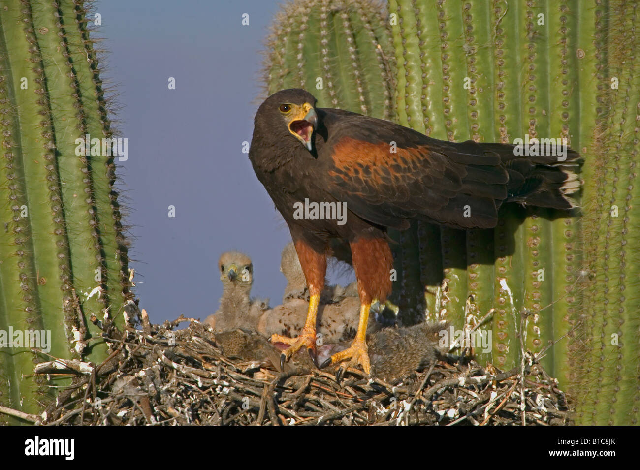 Harris hawk nest hi-res stock photography and images - Alamy