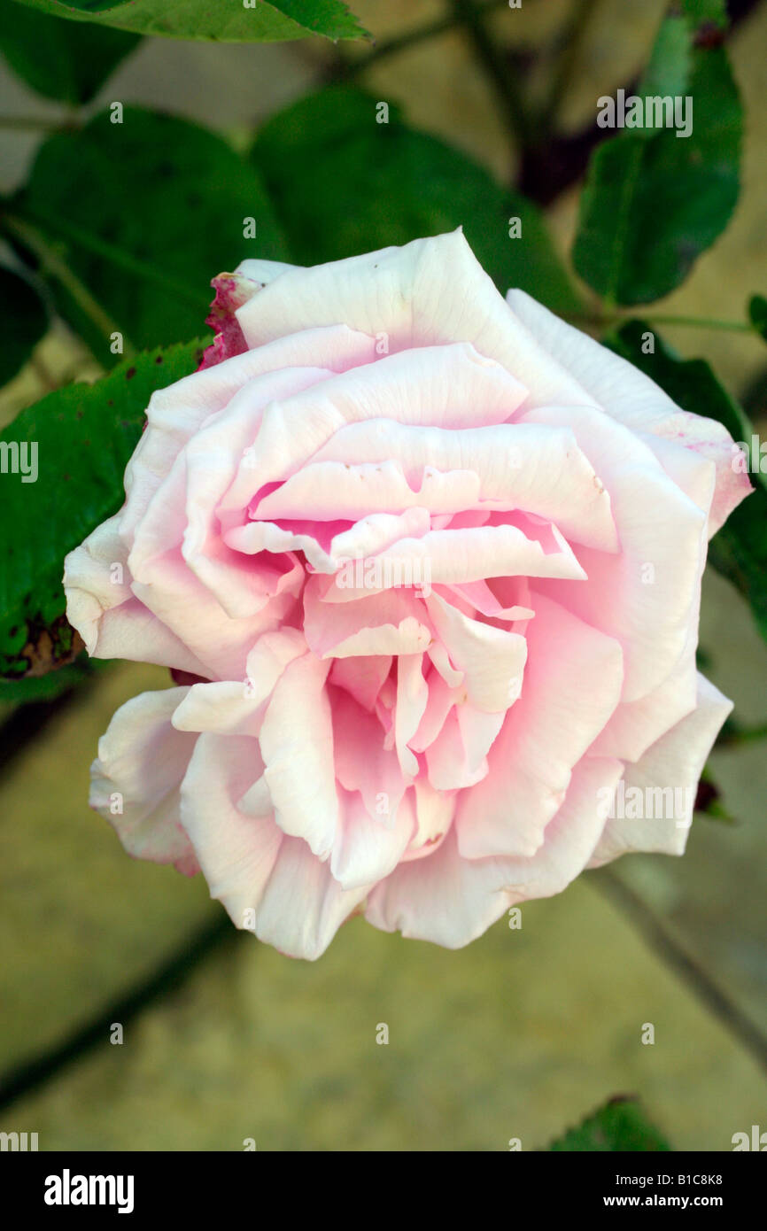 ROSA KATHLEEN HARROP Stock Photo - Alamy