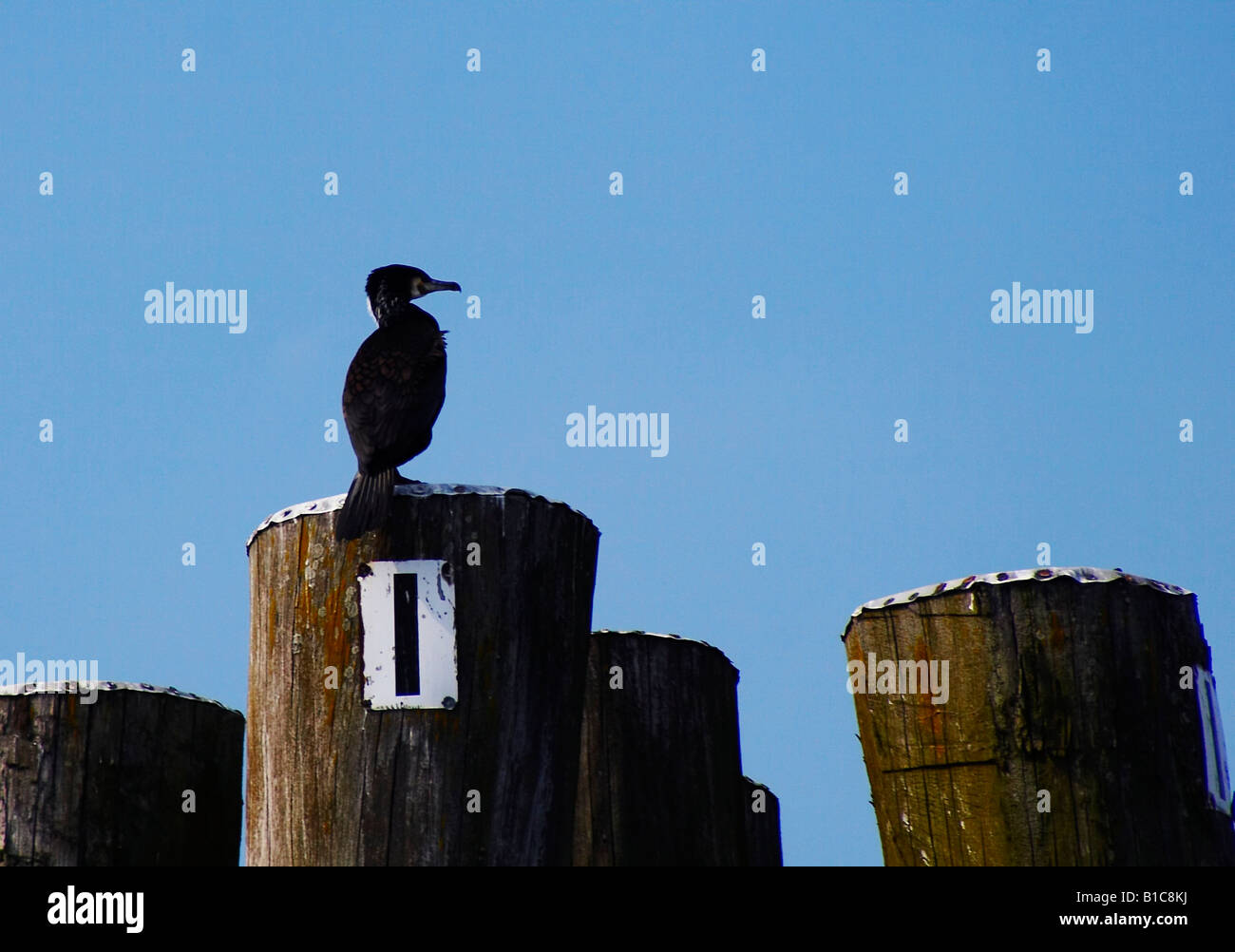 bird on a post Stock Photo - Alamy