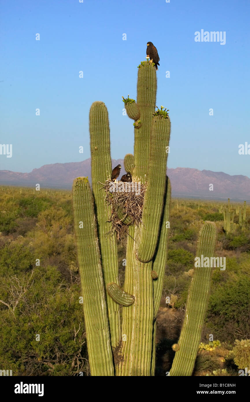 Saguaro cactus animal hi-res stock photography and images - Alamy