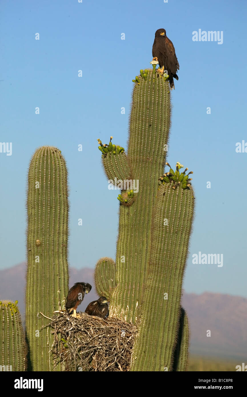 Harris hawk cactus hi-res stock photography and images - Alamy
