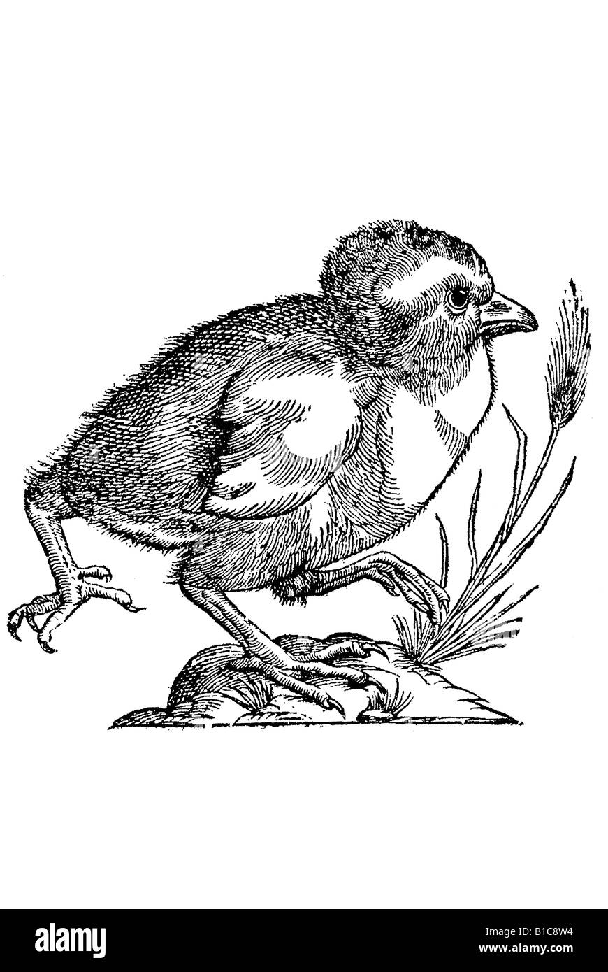 Genetic anomaly bird Black and White Stock Photos & Images - Alamy Genetic anomaly bird Black and White Stock Photos & Images - Alamy
