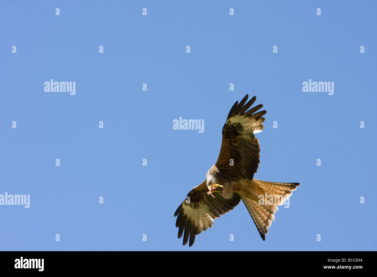 Eating in flight hi-res stock photography and images - Alamy