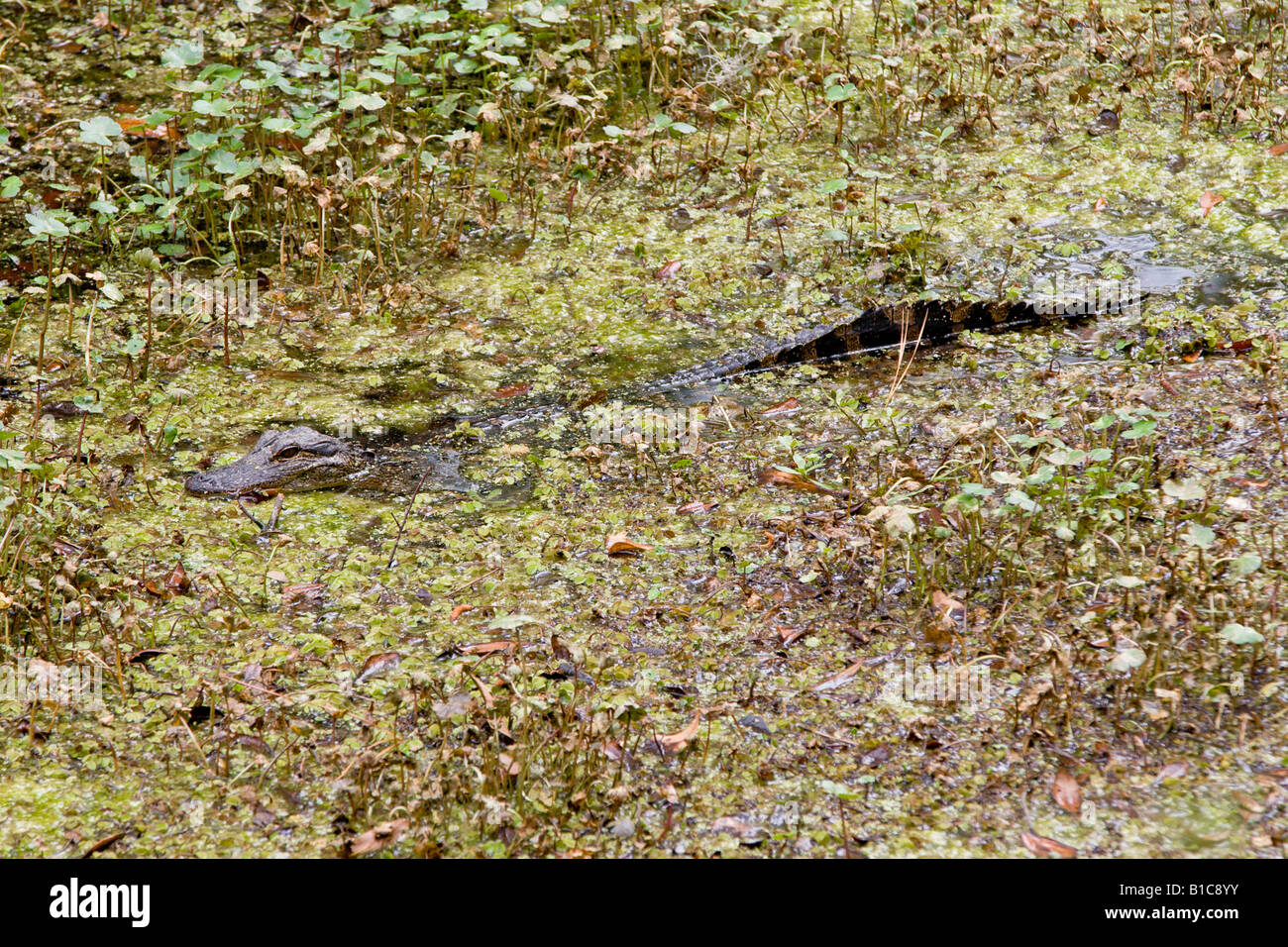 American Alligator lurking in swampy wetlands area along hiking trail ...