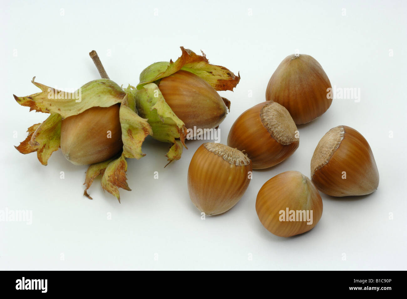 Common Hazel (Corylus avellana), ripe nuts studio picture Stock Photo ...
